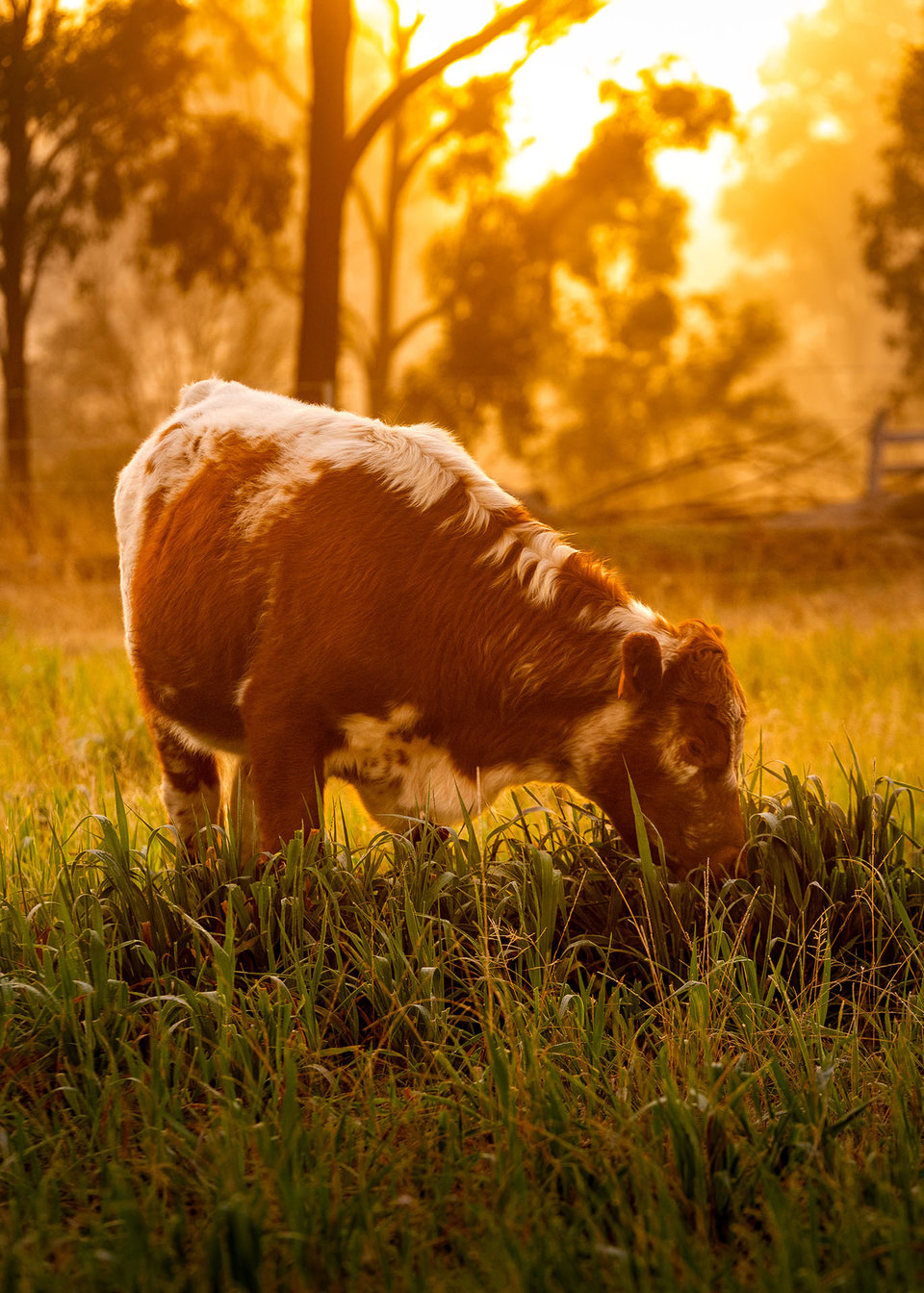 Mocatta Beef Box | Website Design & Development | CoBright