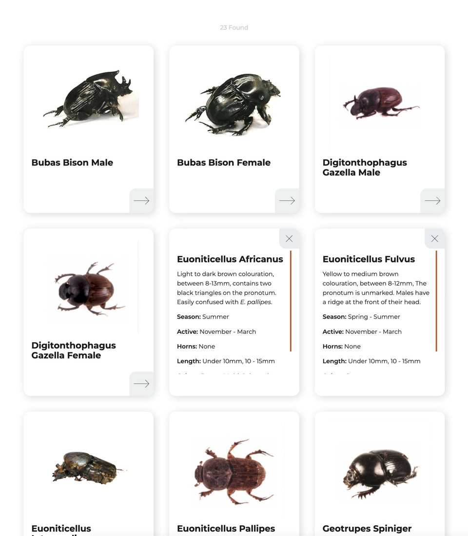 Eco Insects | Website Design & Development | CoBright