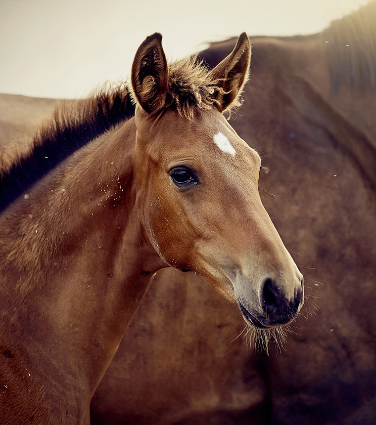 Riverina Stockfeeds | CoBright